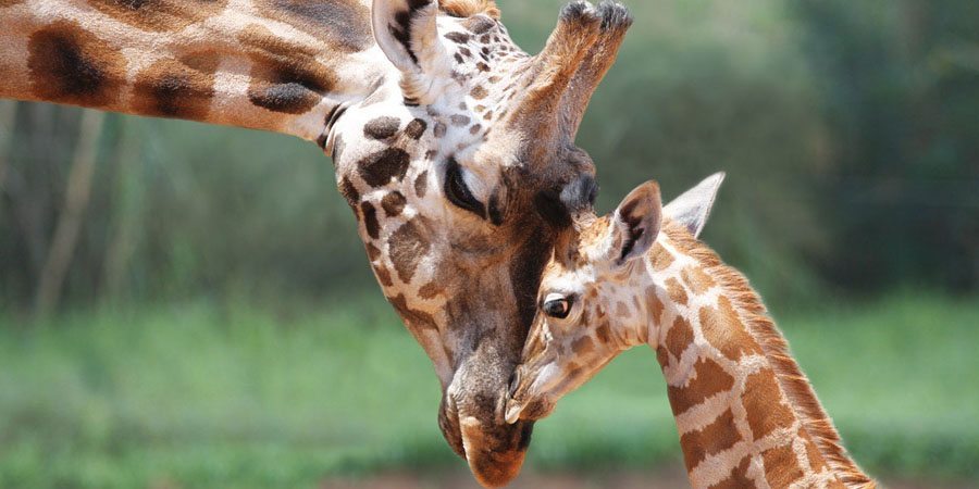 Top 5 Things to do in Perth - Eagle Wools Perth - Fremantle